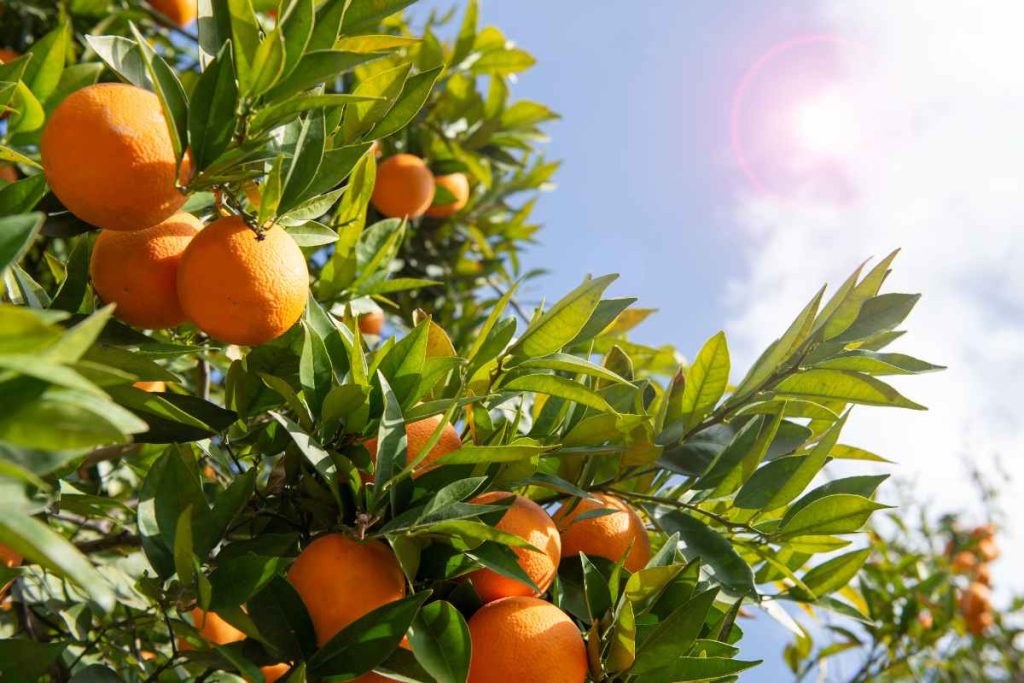 Oranger du mexique en pot - Comment le cultiver